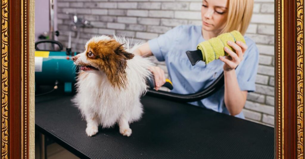 Puppies Grooming: Step-by-Step Guide for Perfect Care