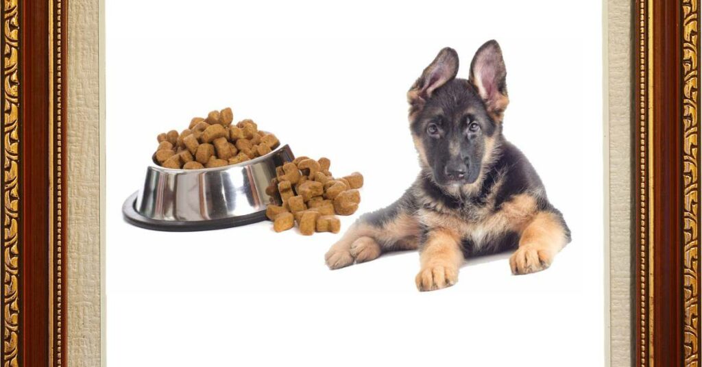 How much to feed a German Shepherd Puppy - Best Guide Ever