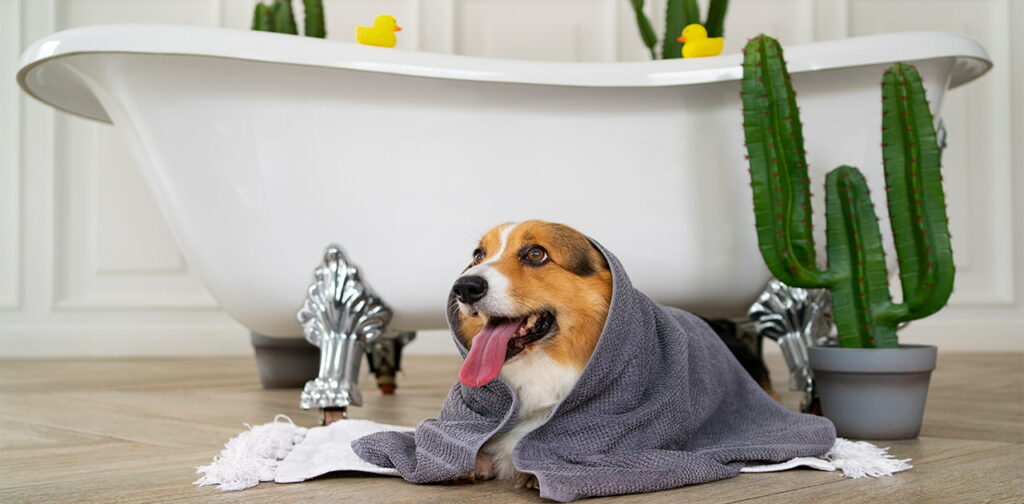Puppy First Bath: Everything You Need to Know