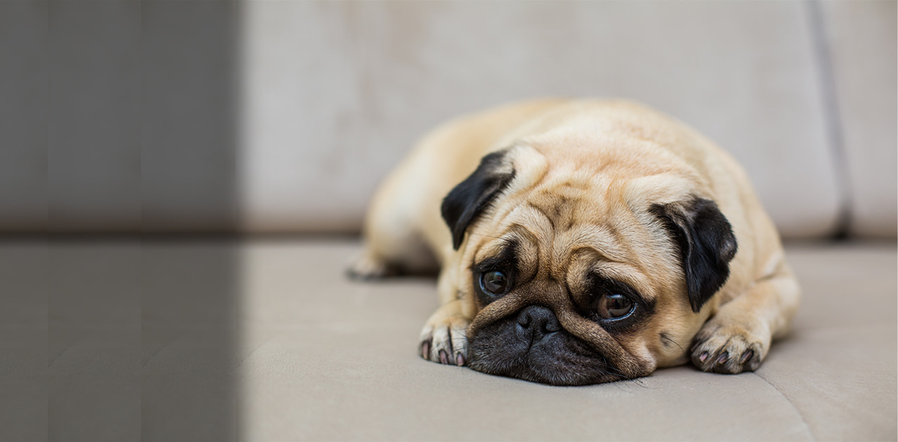 Dealing with Puppy Diarrhea: Causes, Treatment and Prevention